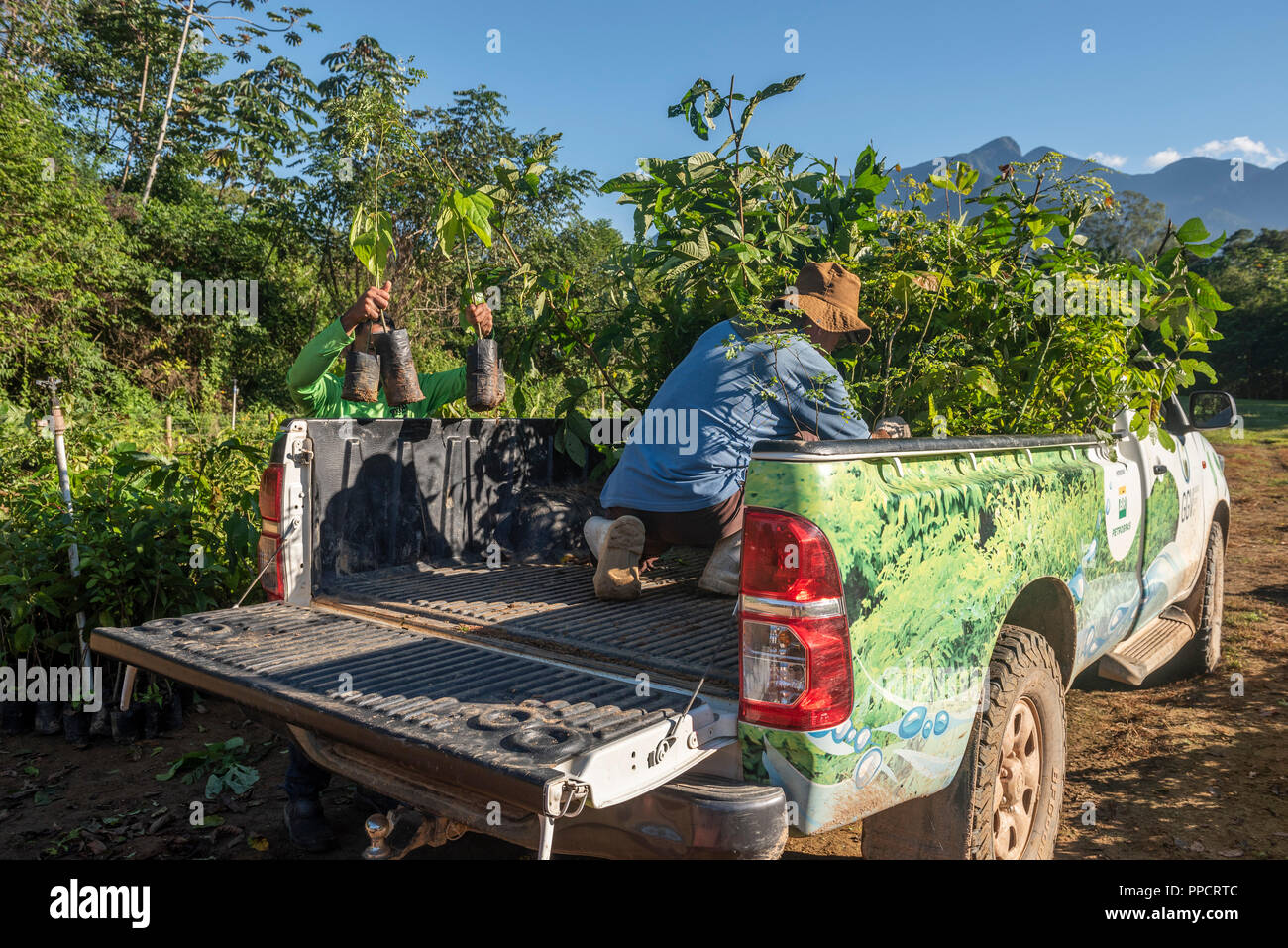 Two men loading seedlings on truck for reforestation project, Rio de ...