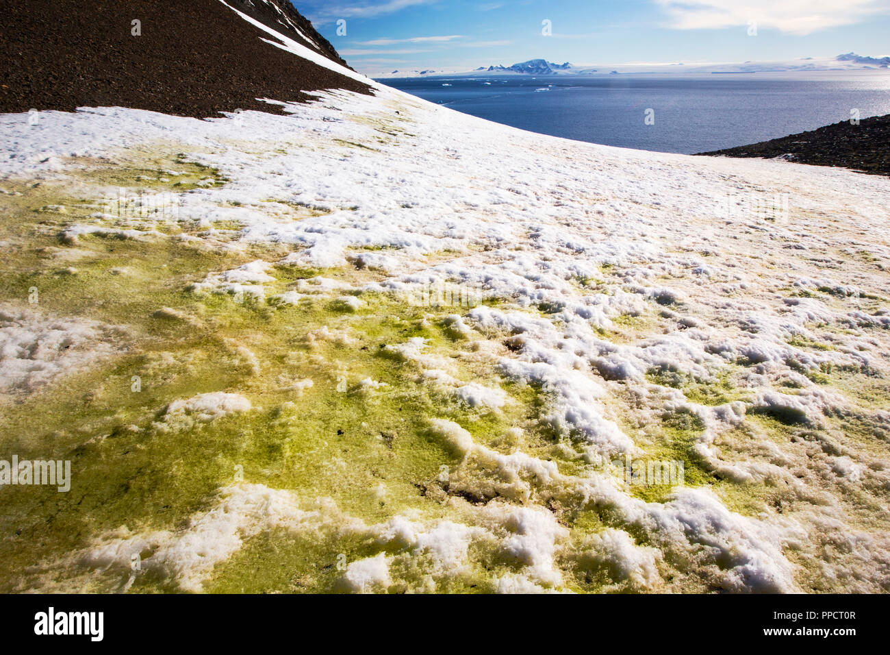 Algae in melting snow on Joinville Island just off the Antarctic ...