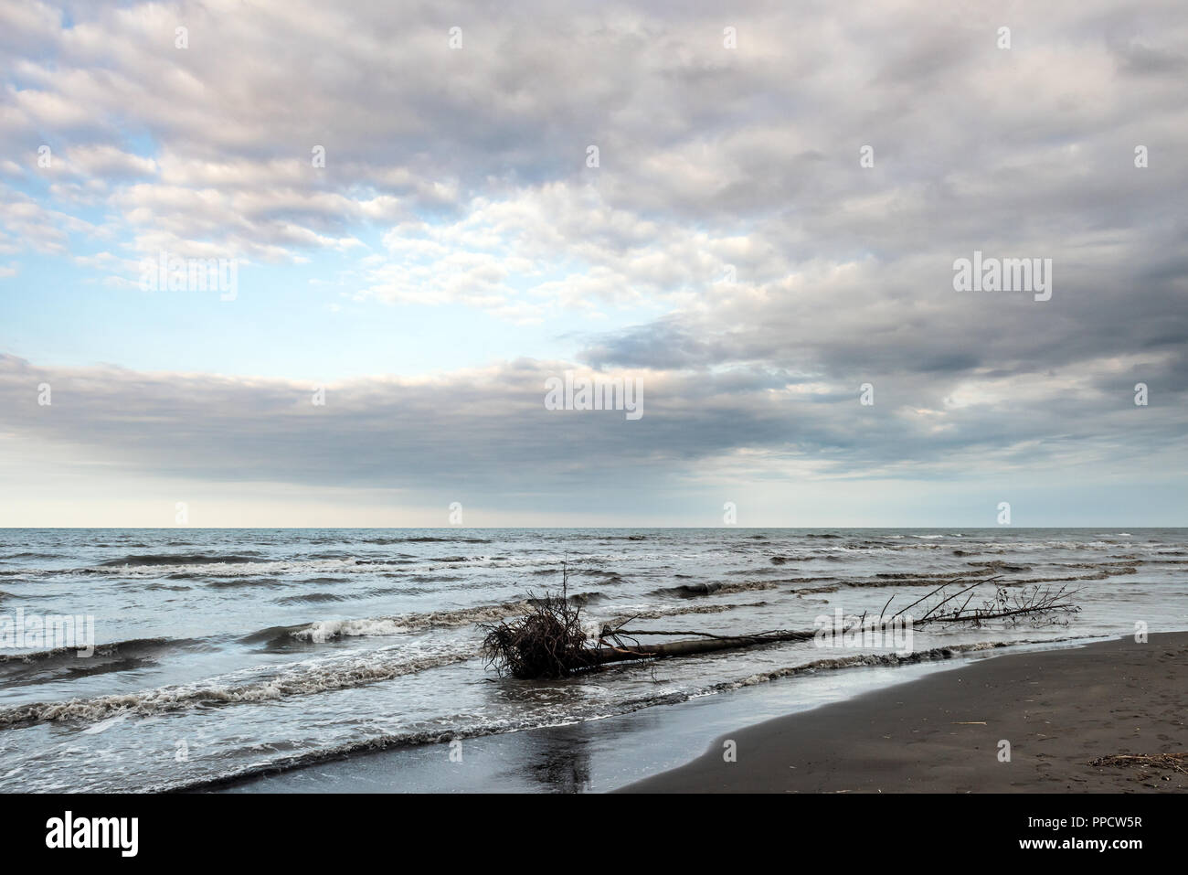 Drowned tree hi-res stock photography and images - Alamy