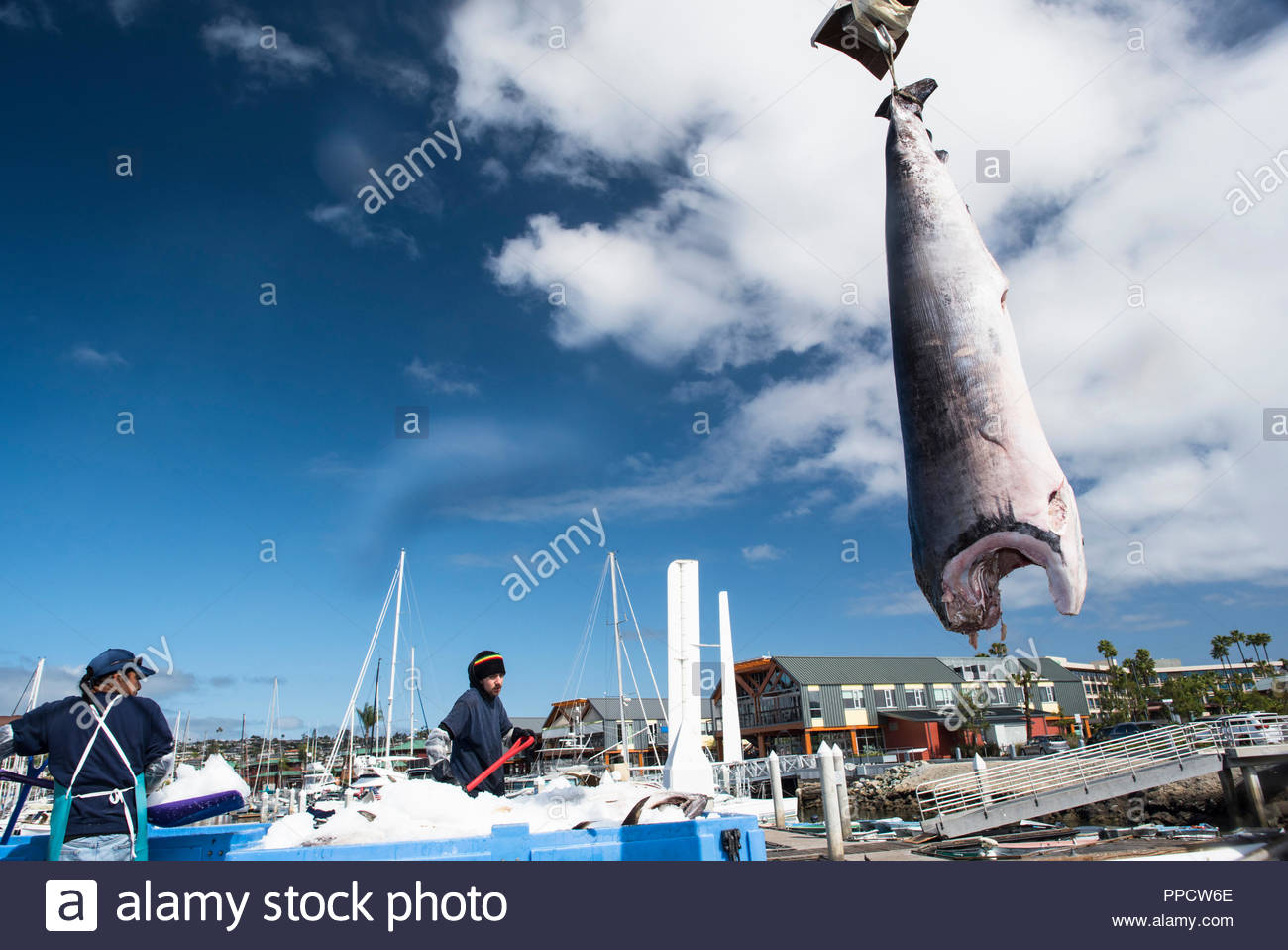 Swordfish Fishing Stock Photos & Swordfish Fishing Stock Images - Alamy