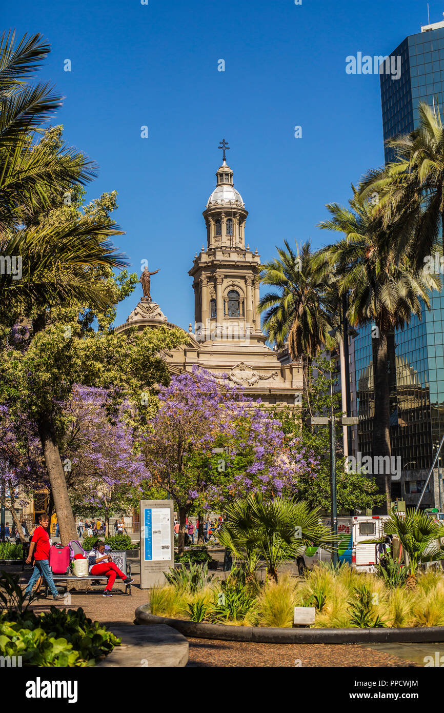 Santiago chile palm tree hi-res stock photography and images - Alamy