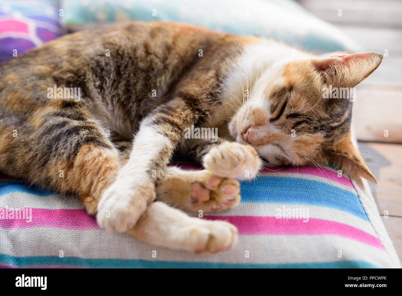 Cute Calico Cat Sleeping On The Cushion Stock Photo - Alamy