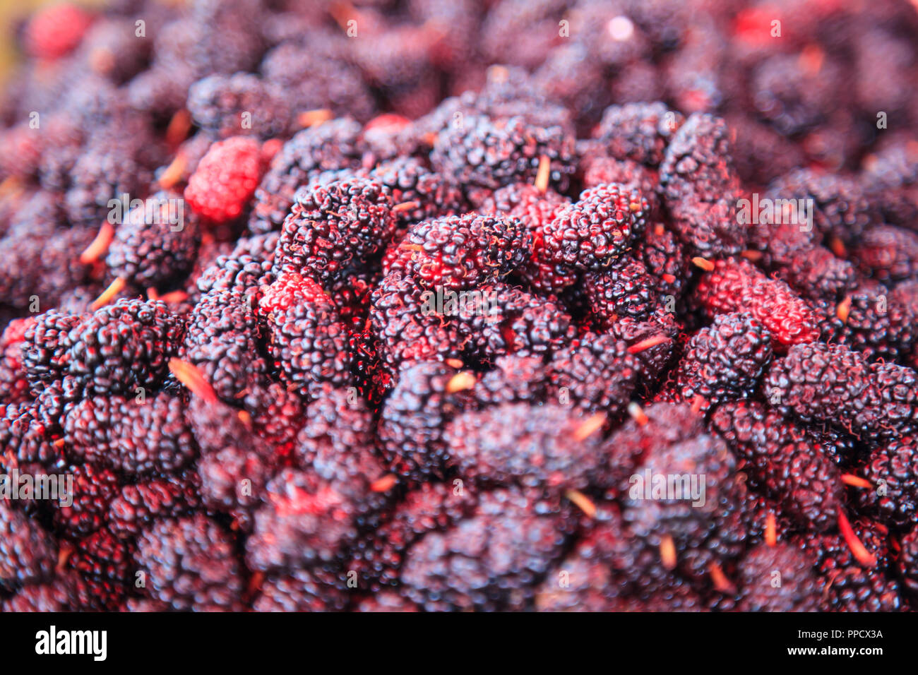 Mulberry Fruit Benefits
