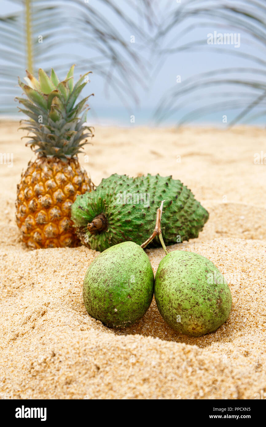 Seashore palm fruits hi-res stock photography and images - Alamy