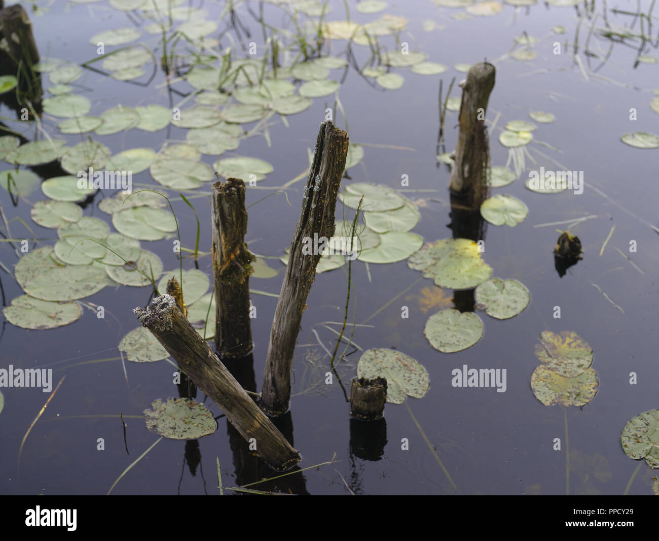 Dead waterlily hi-res stock photography and images - Alamy