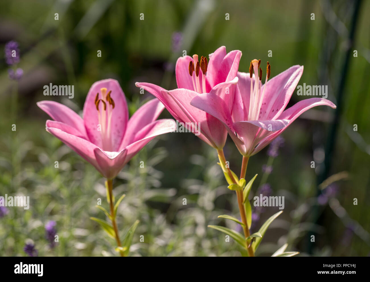 Close-up of pink liles flowers. Common names for species in this genus include fairy lily ...