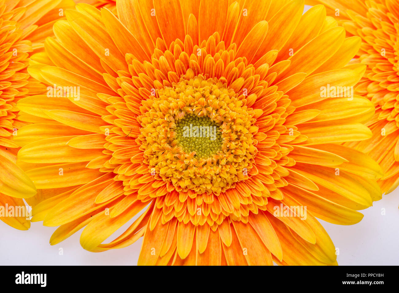 Subtle orange gerbera flowers on white background Stock Photo - Alamy