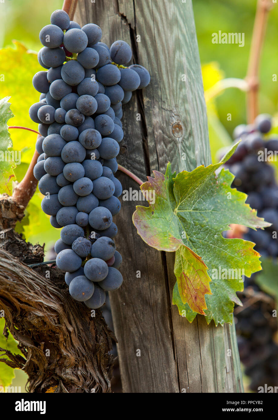 ripe red grape clusters on the vine Stock Photo - Alamy