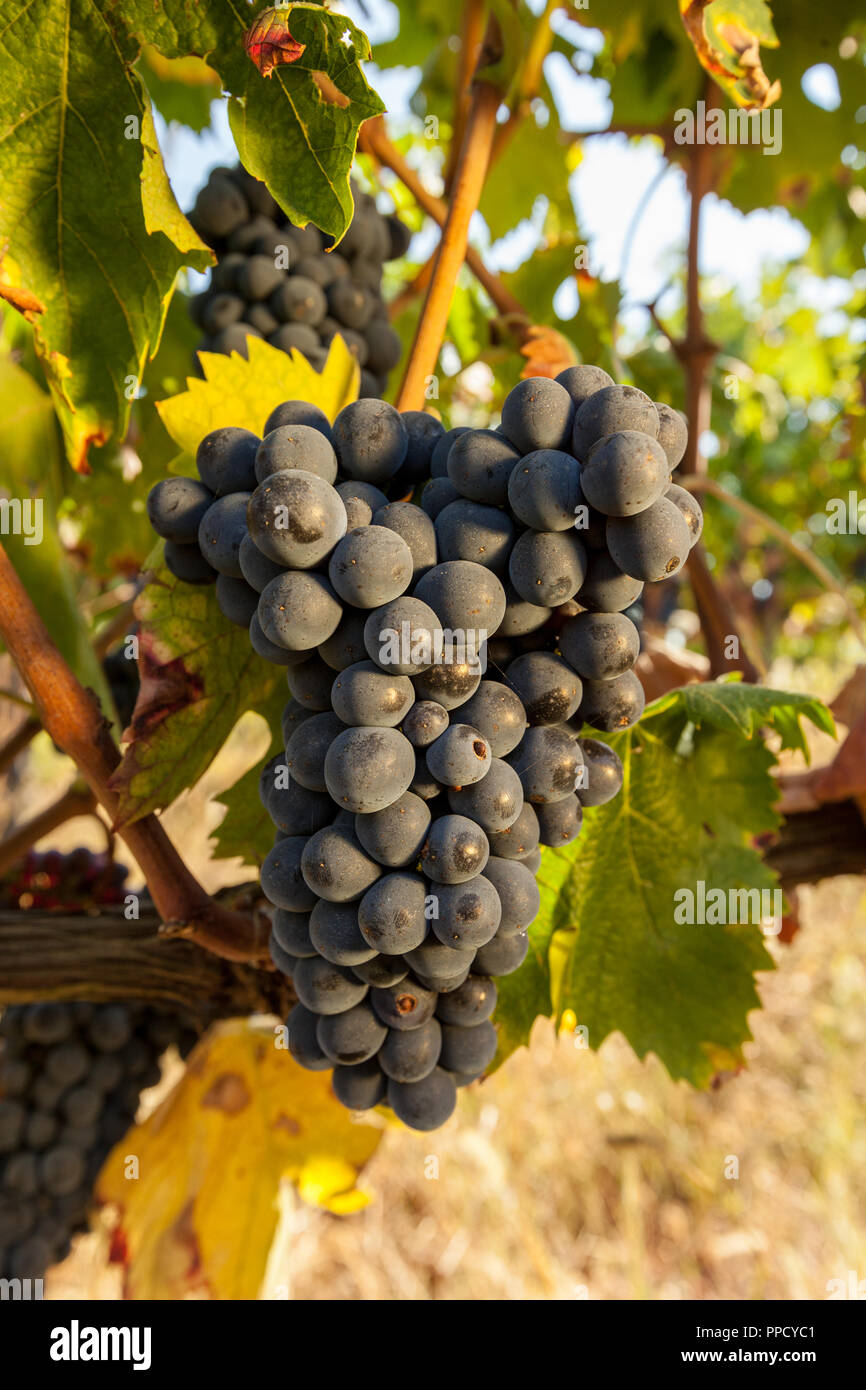 ripe red grape clusters on the vine Stock Photo - Alamy