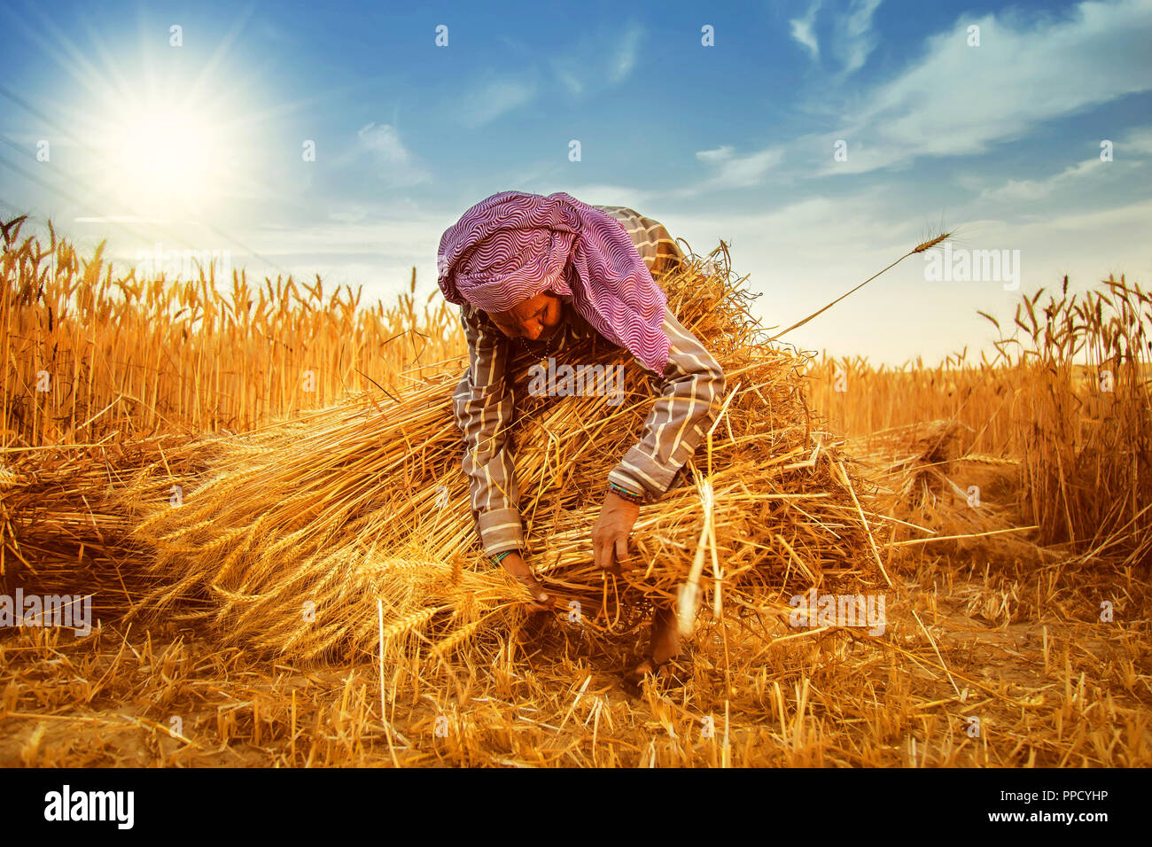 Indian women harvesting wheat crop hi-res stock photography and images - Alamy