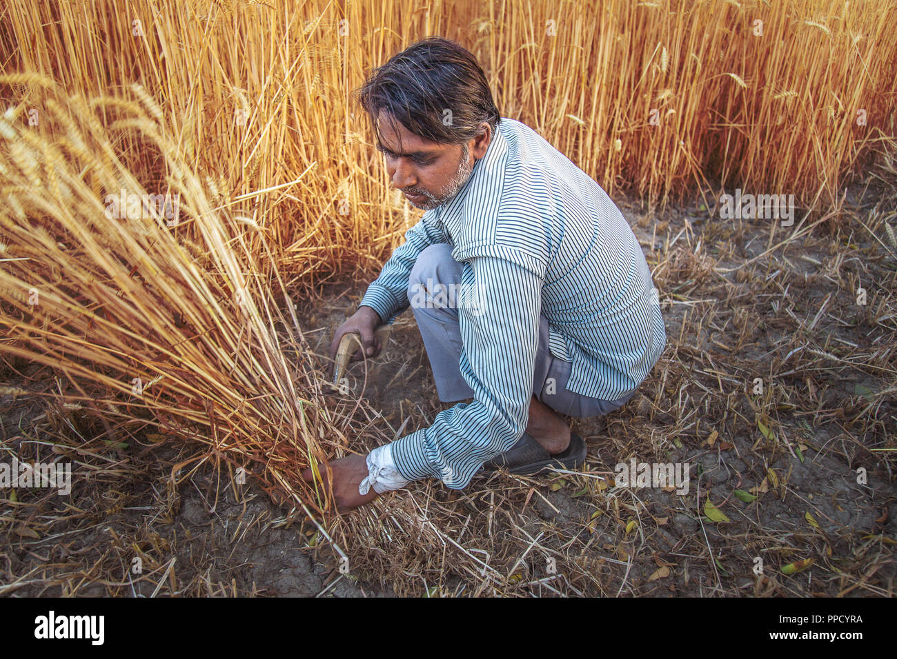 Indian man Cutting wheat with sickle and then stooking ; Haryana ...