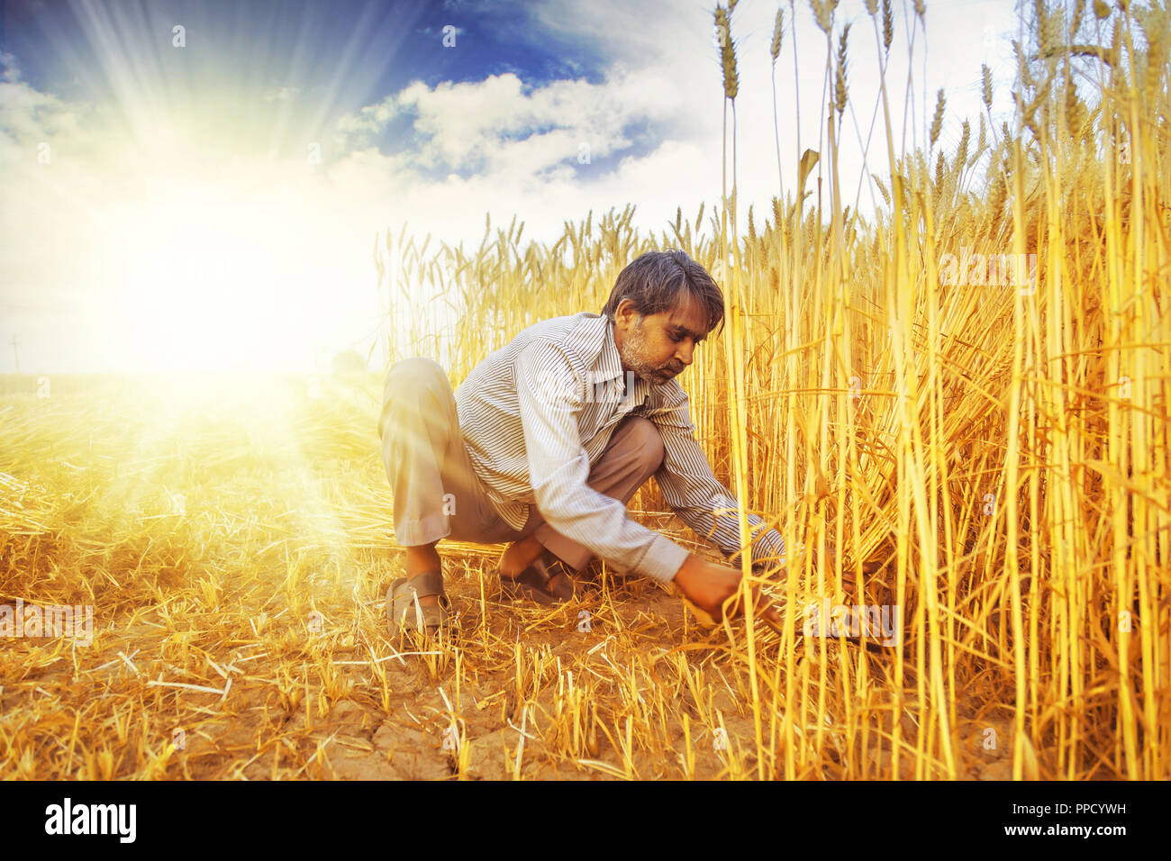 Indian man Cutting wheat with sickle and then stooking ; Haryana ...