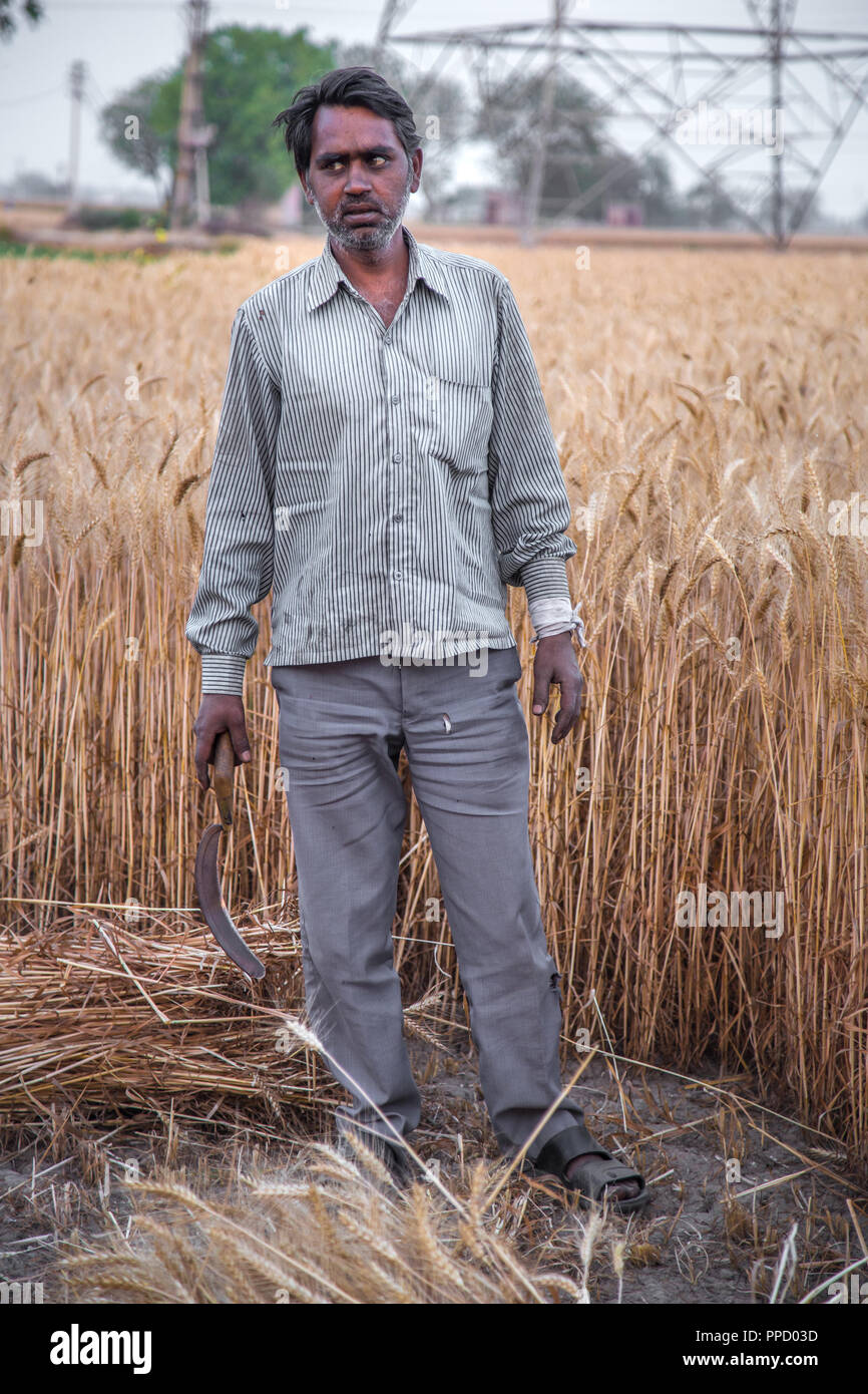 Farmer in wheat field crop carrying sickle Stock Photo - Alamy