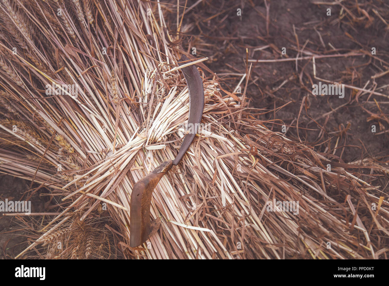 Sickle grass cut cutting hi-res stock photography and images - Alamy