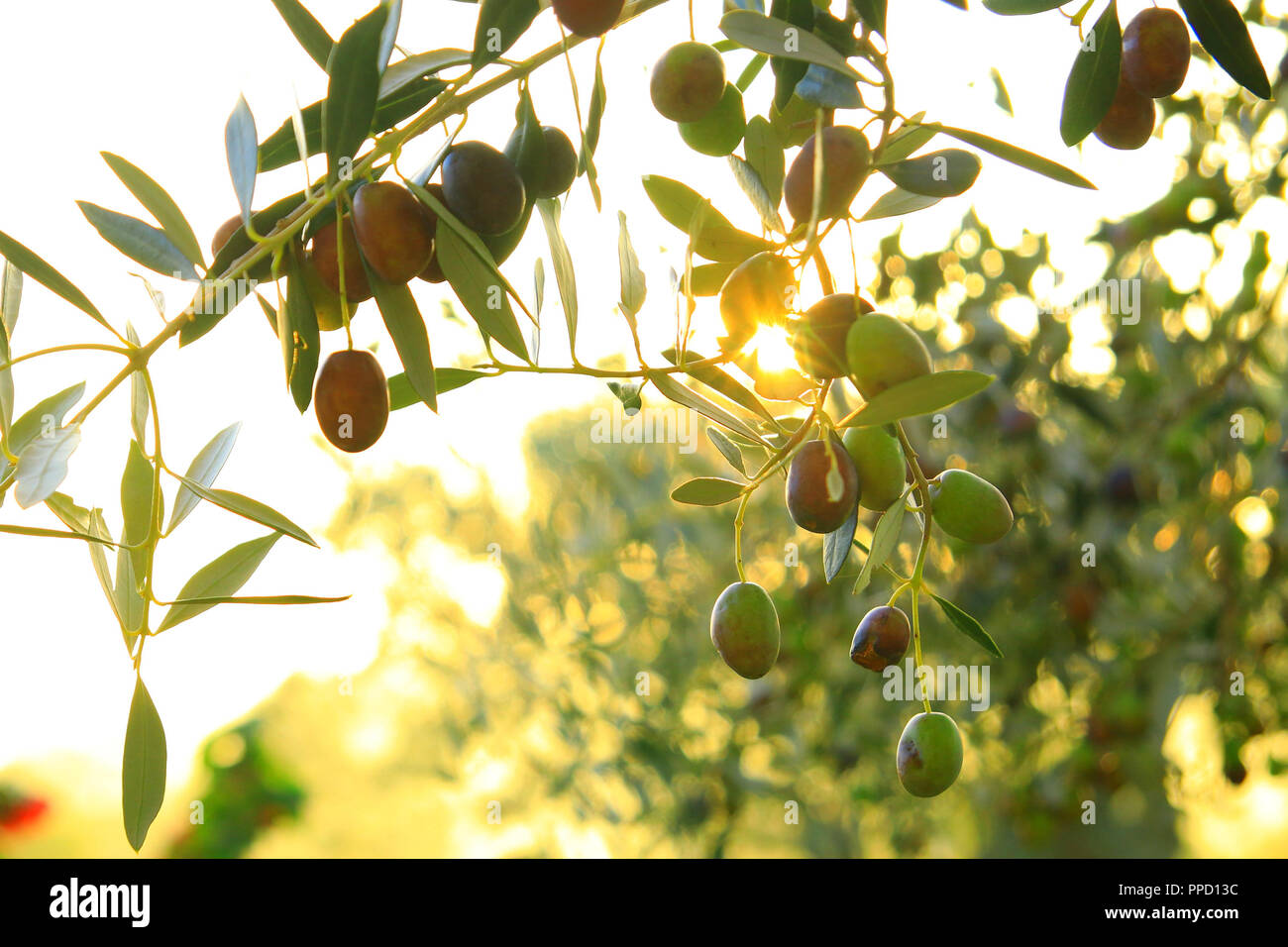 Bright green olive tree hi-res stock photography and images - Alamy