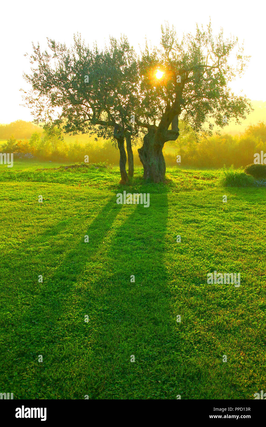 Olive tree in sunset backlight Stock Photo - Alamy