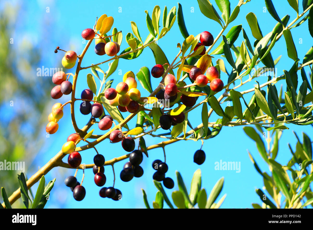 Olive tree on blue sky background Stock Photo - Alamy
