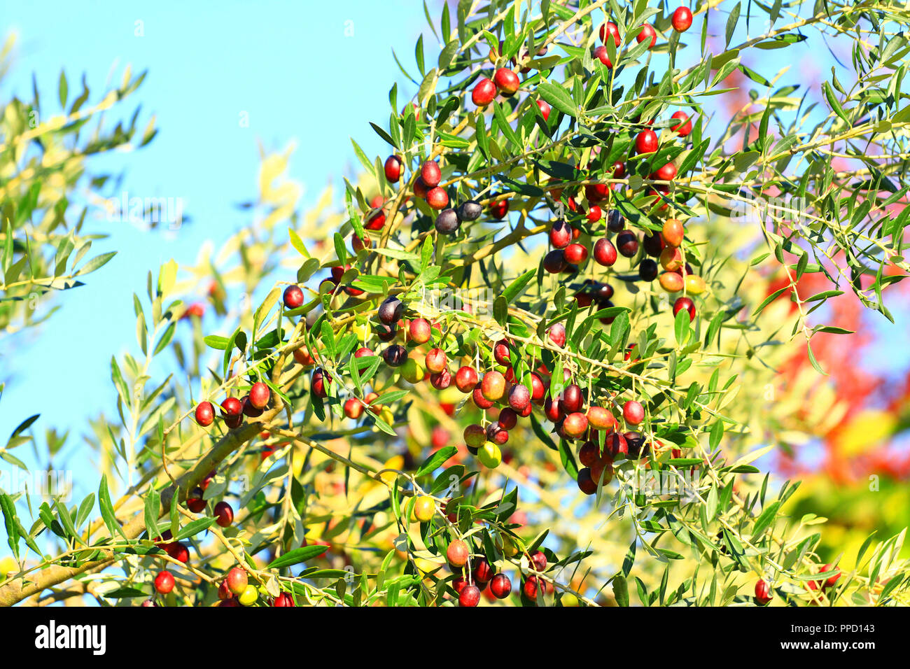 Olive tree on blue sky background Stock Photo - Alamy
