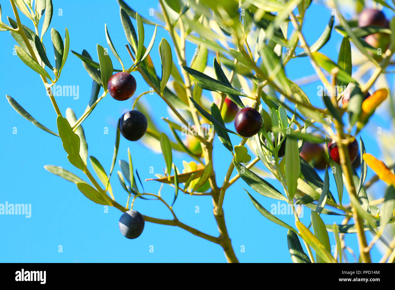 Olive tree on blue sky background Stock Photo - Alamy