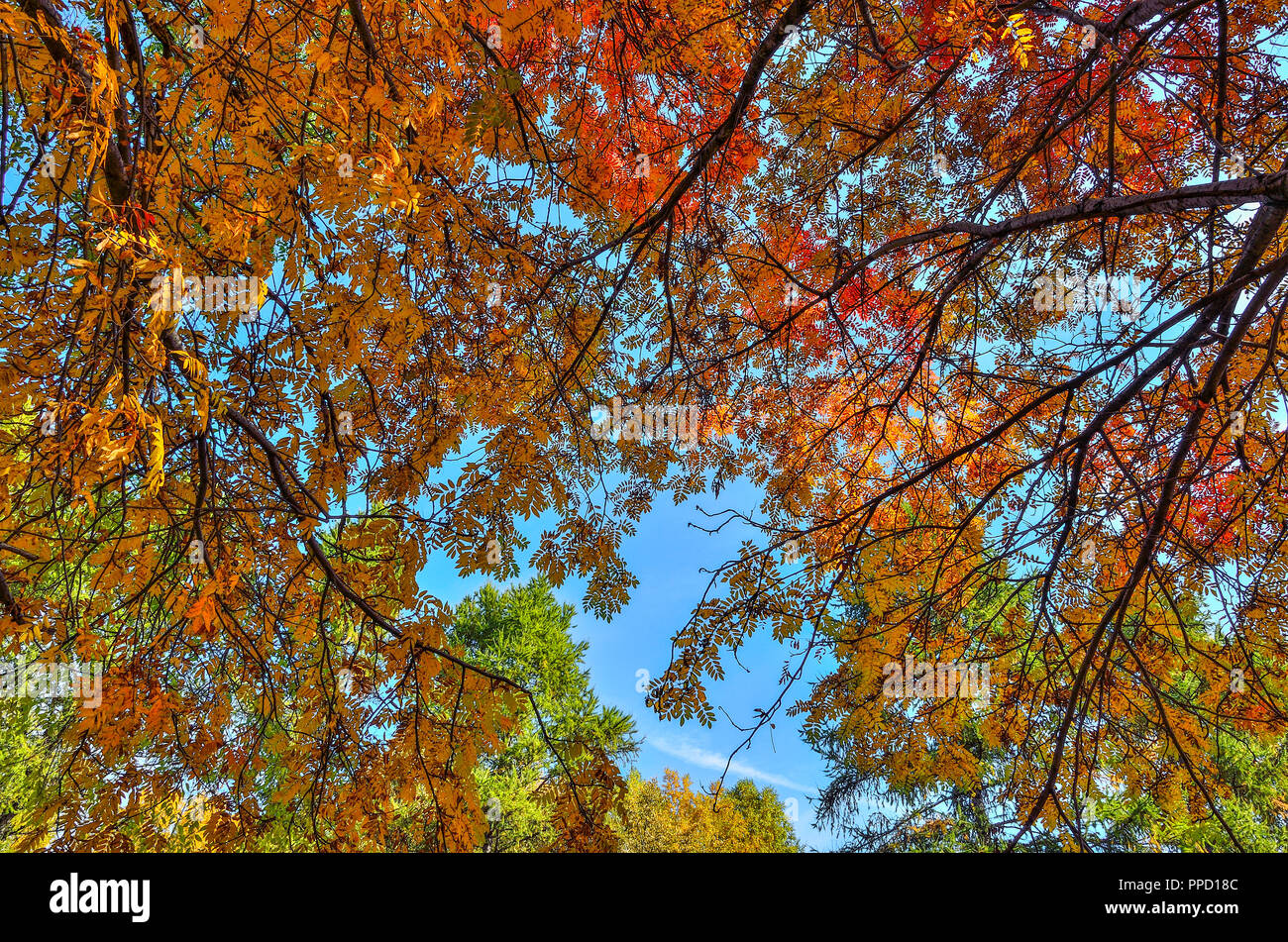 Flaming colorful branches of rowan trees in fall city park with blue ...