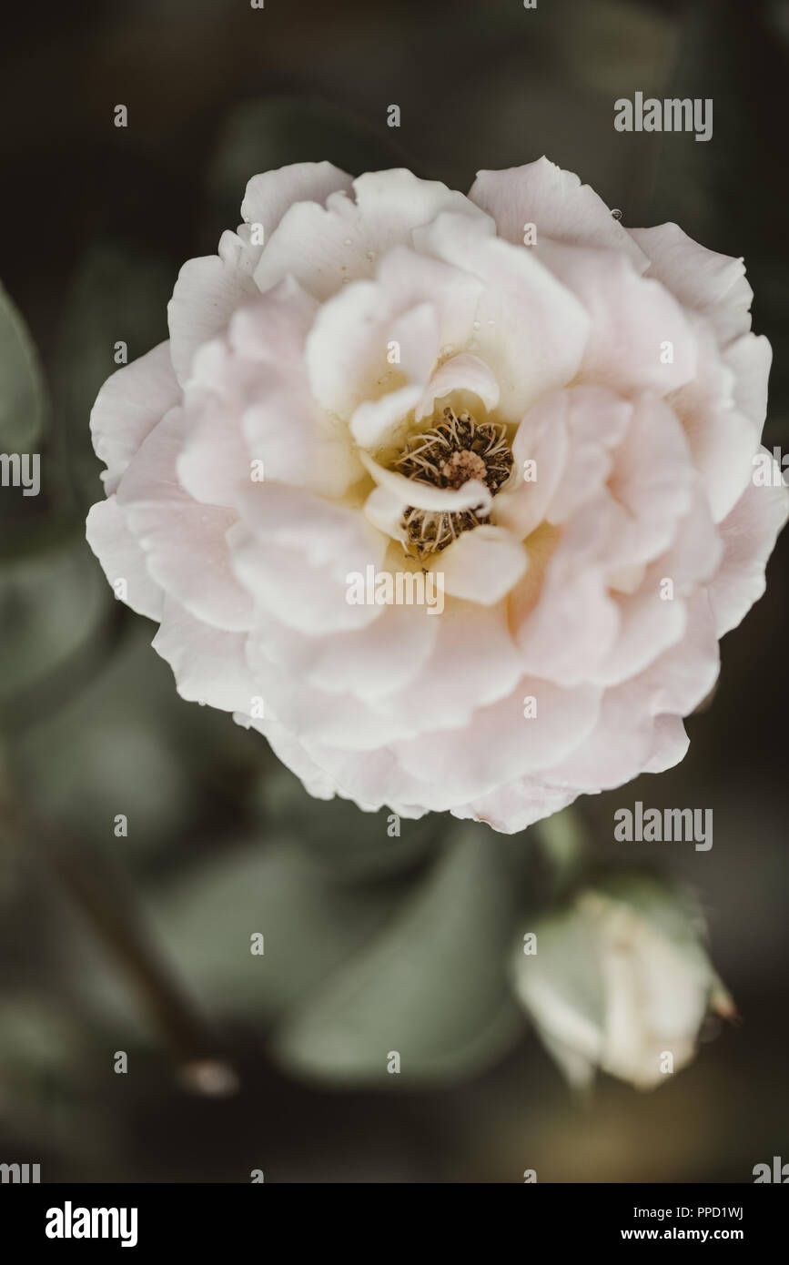 Pink rose, soft, pastel Stock Photo - Alamy