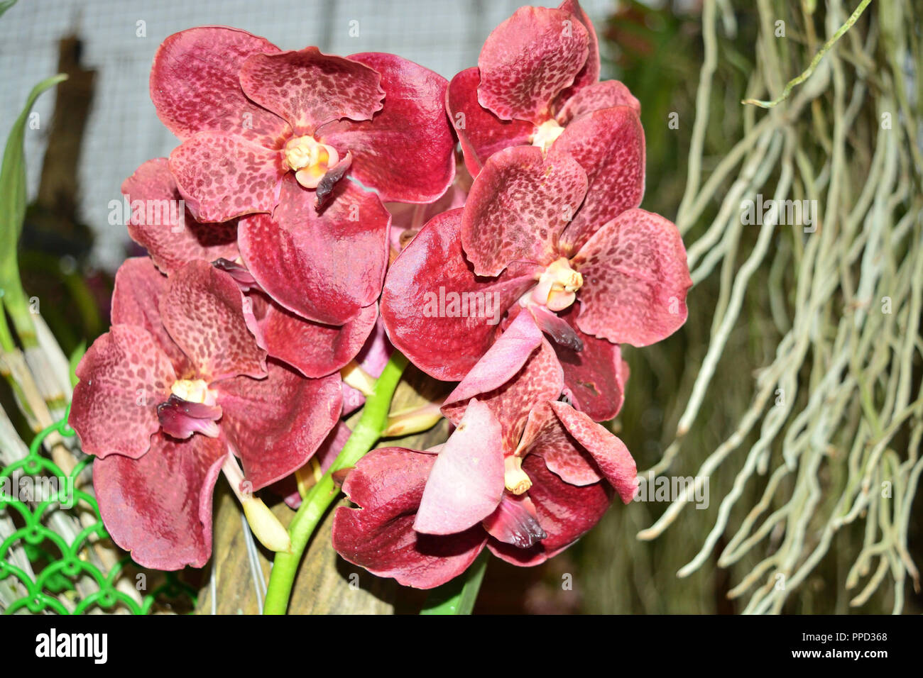 Orchid, Vagamon, Kottayam, Kerala, India Stock Photo - Alamy
