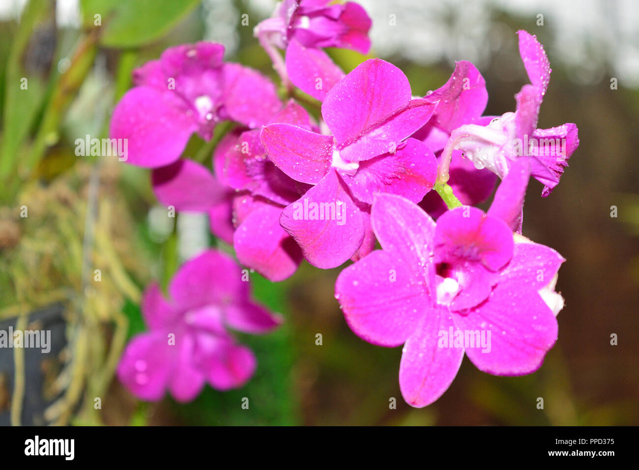 Orchid, Vagamon, Kottayam, Kerala, India Stock Photo - Alamy
