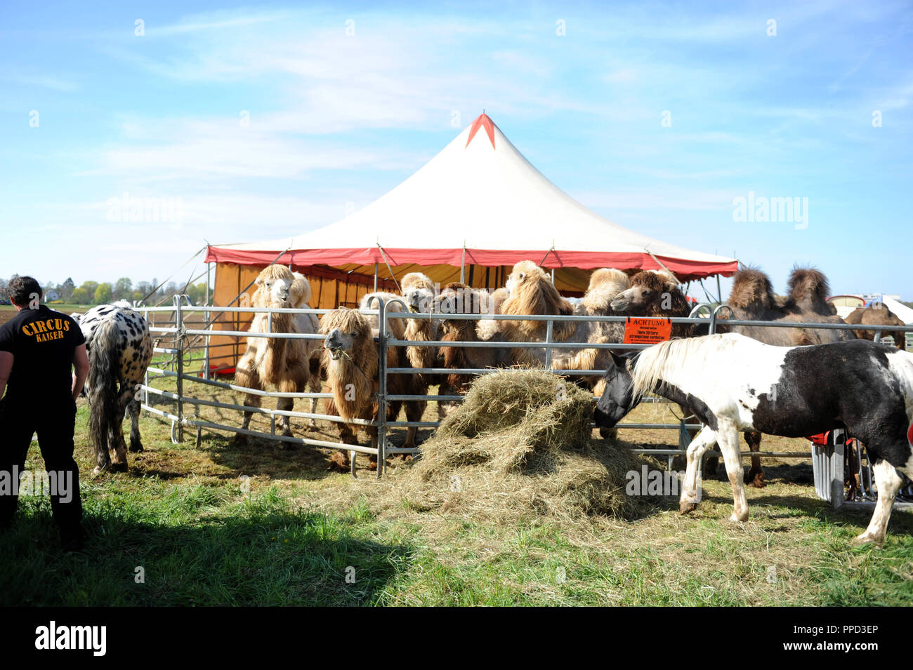 Circus camel camels hi-res stock photography and images - Alamy