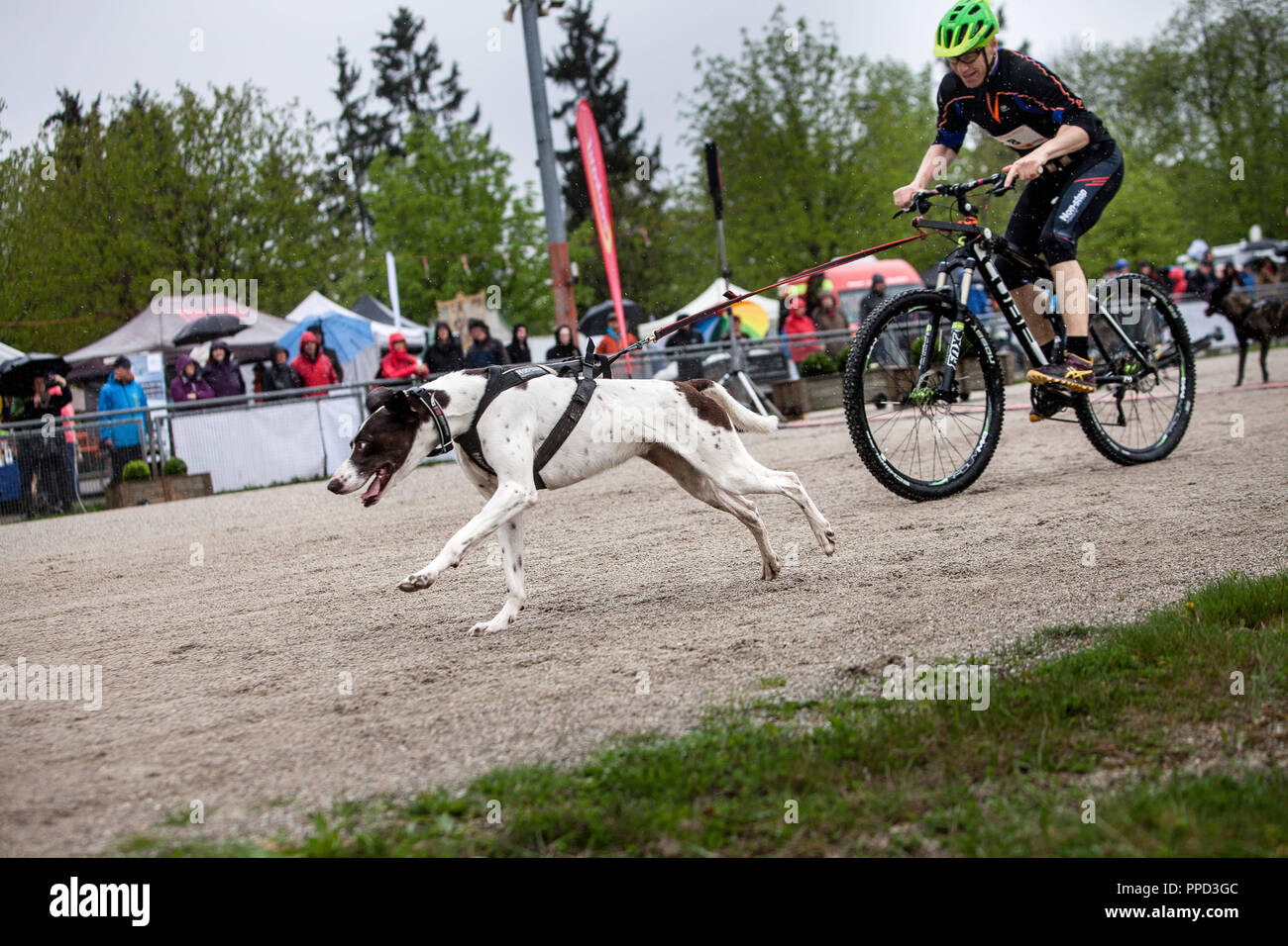 Dog Run Cycle Front