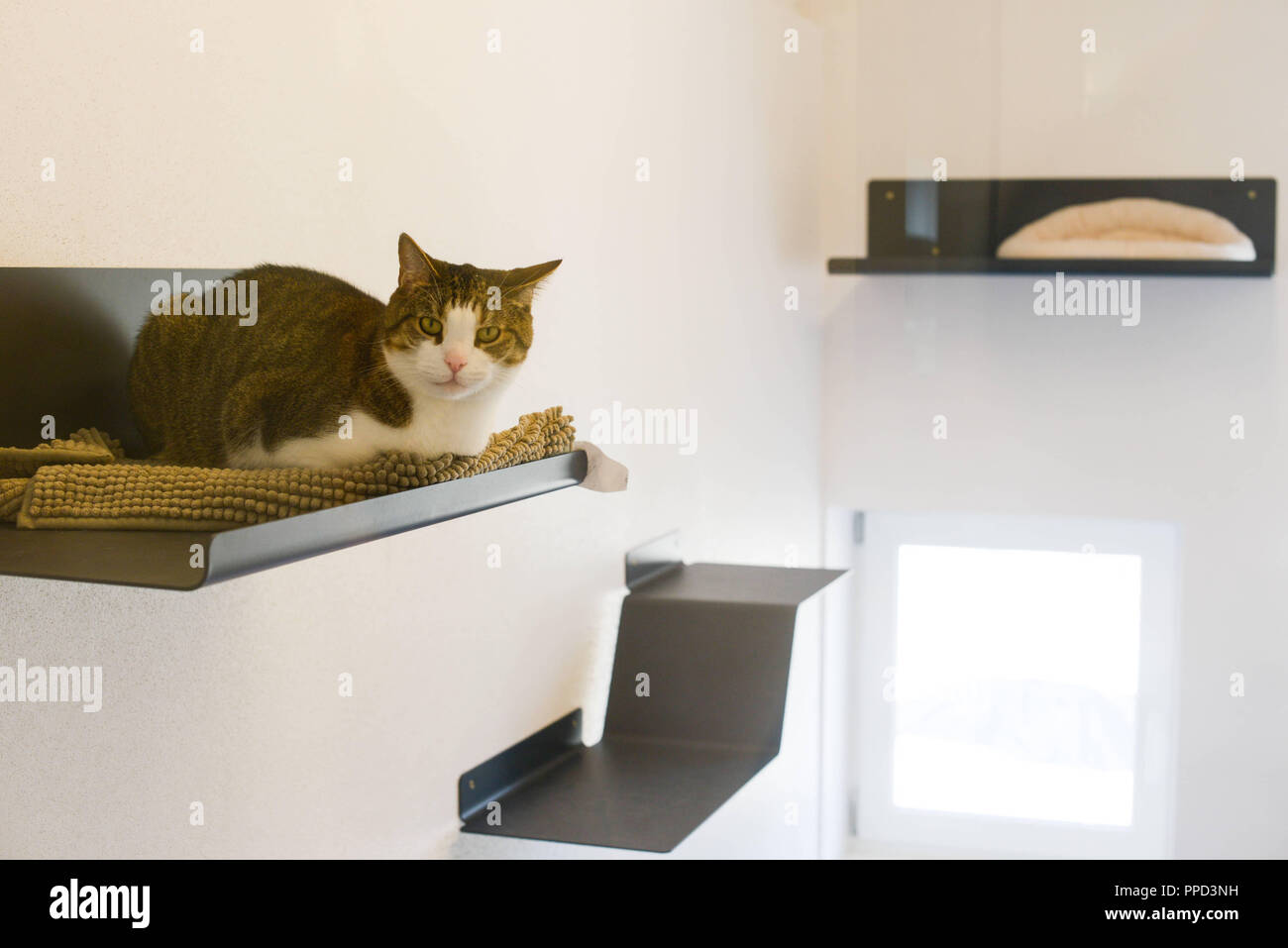 Cat in one of the friendly and spacious rooms in the new cat house of ...