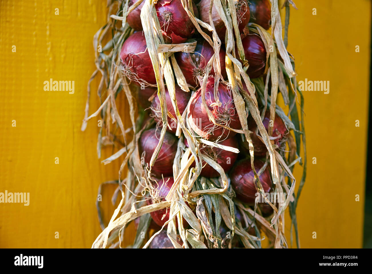 Onion red sun hi-res stock photography and images - Alamy