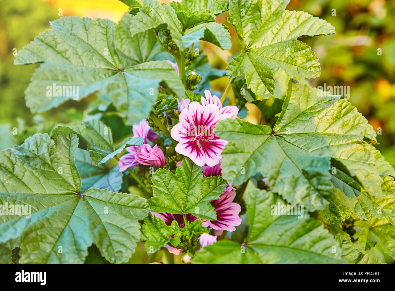 Stock of malva hi-res stock photography and images - Alamy
