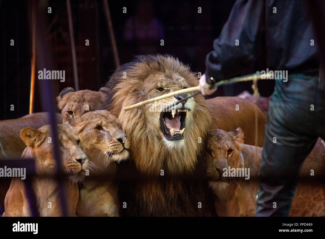 Circus Lions And Tigers