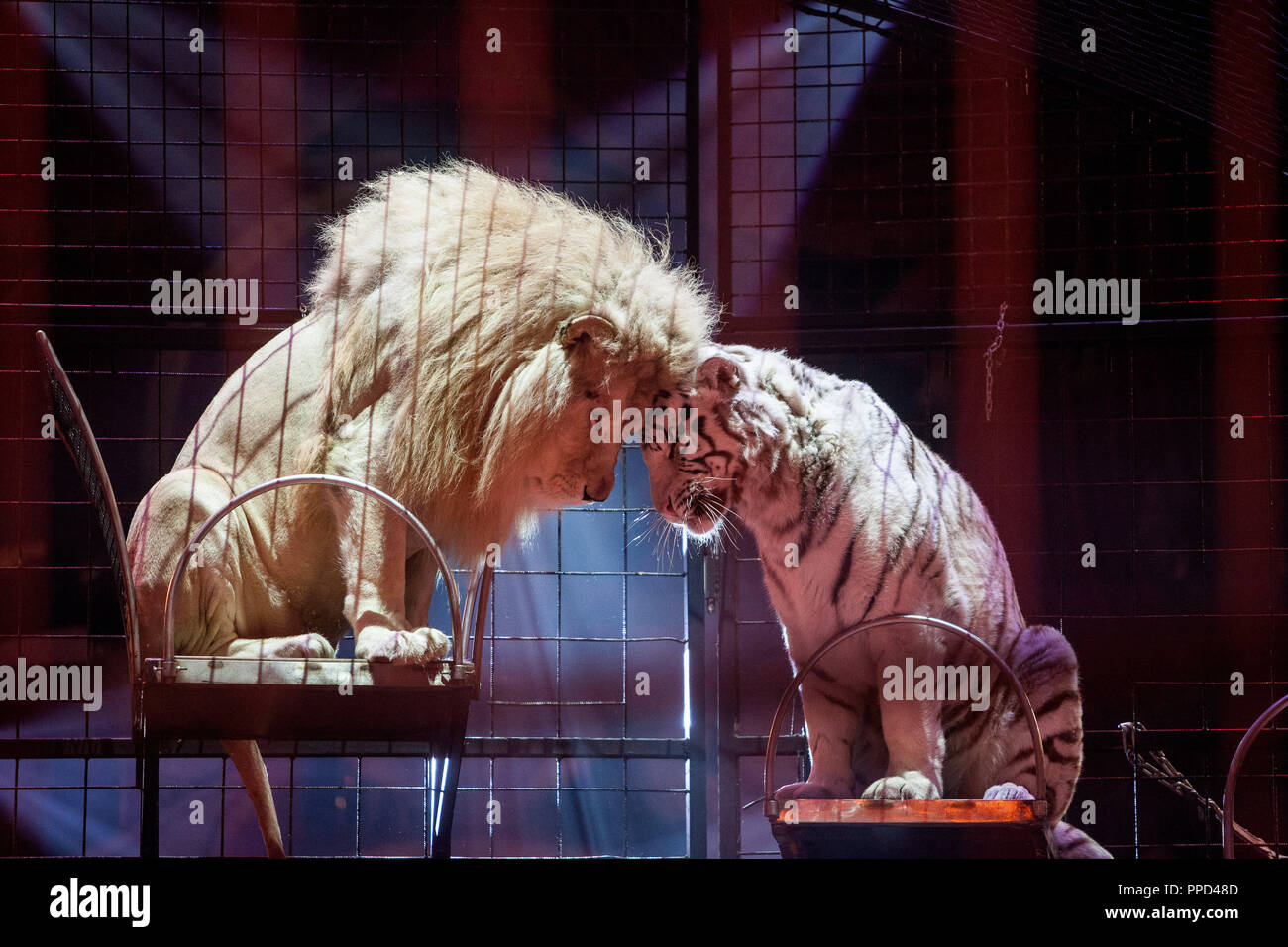 Circus show tiger tamer hi-res stock photography and images - Alamy