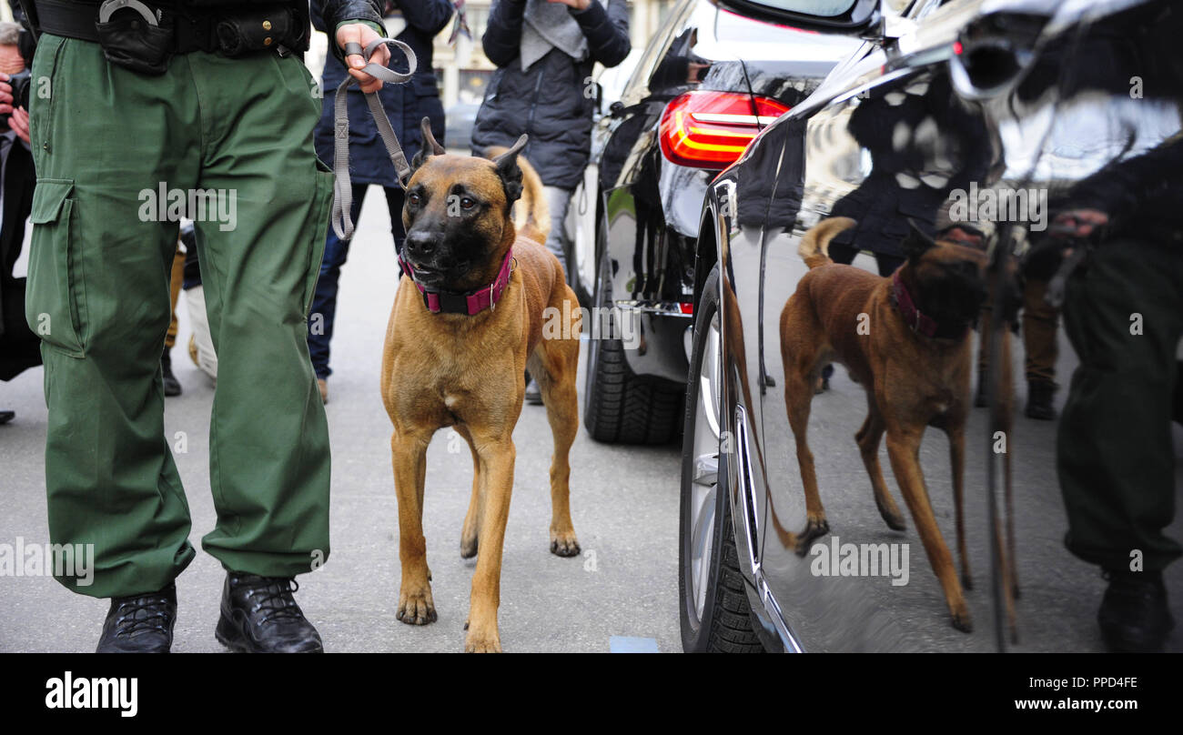 Explosive dogs hi-res stock photography and images - Alamy