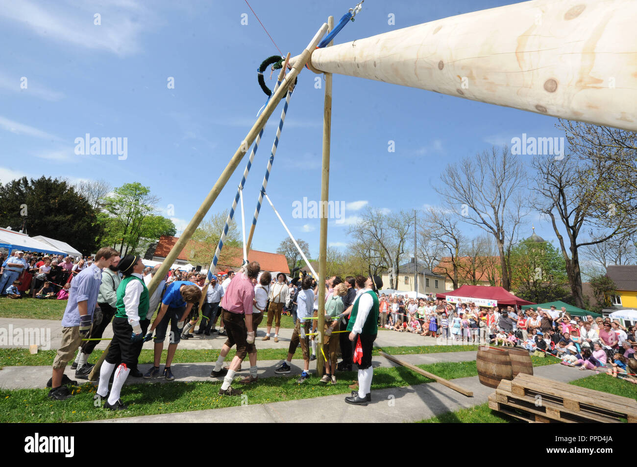 A new maypole is erected at Laimer Anger Stock Photo - Alamy