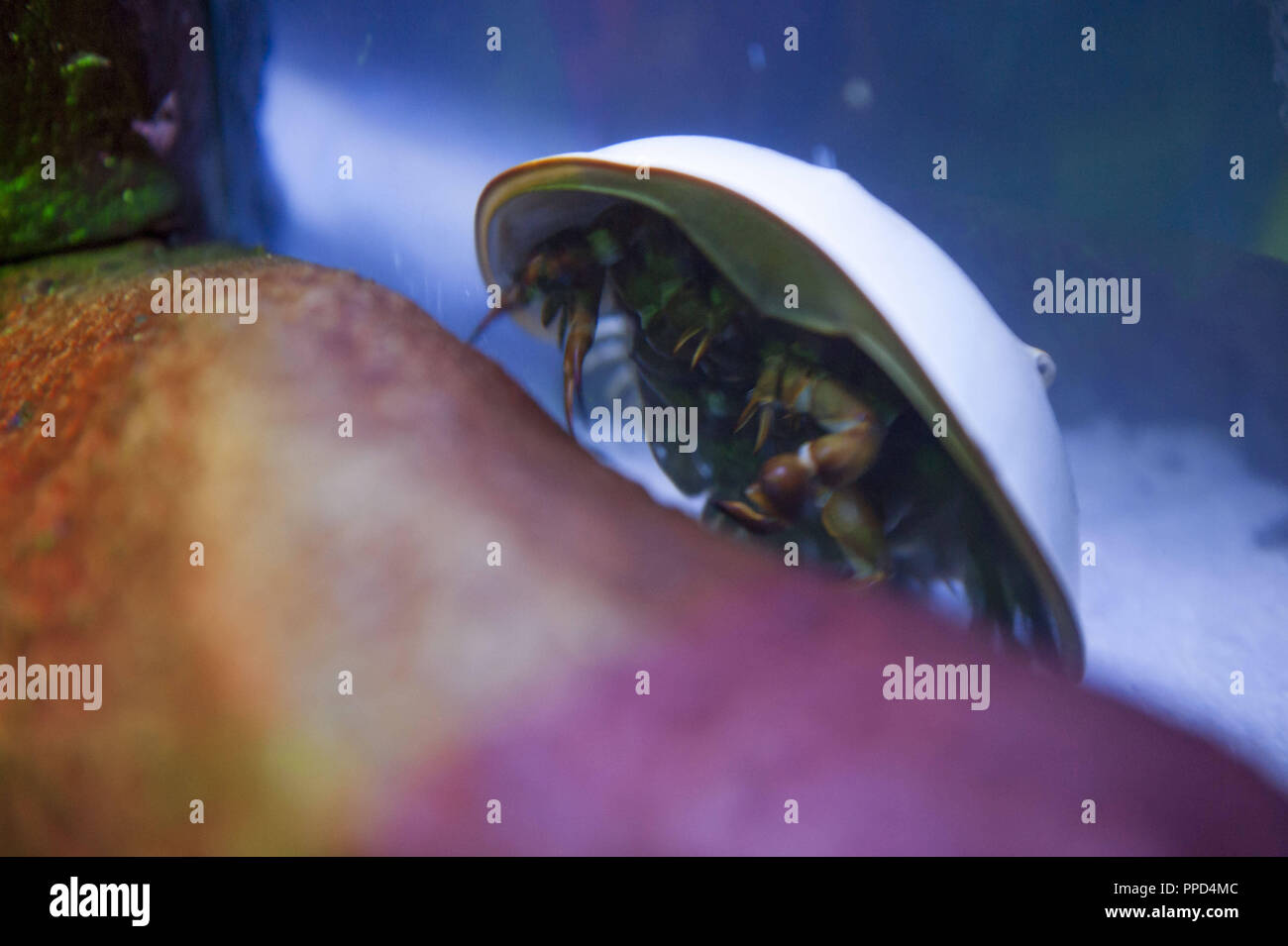 Horseshoe crab (Limulus Polyphemus) at the special exhibition ...