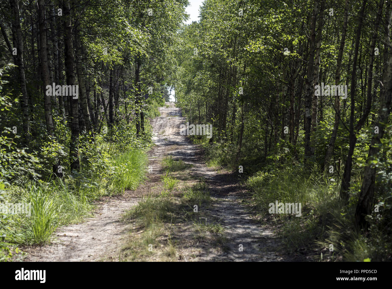 The forest path and a warm summer day encourage you to wander Stock ...