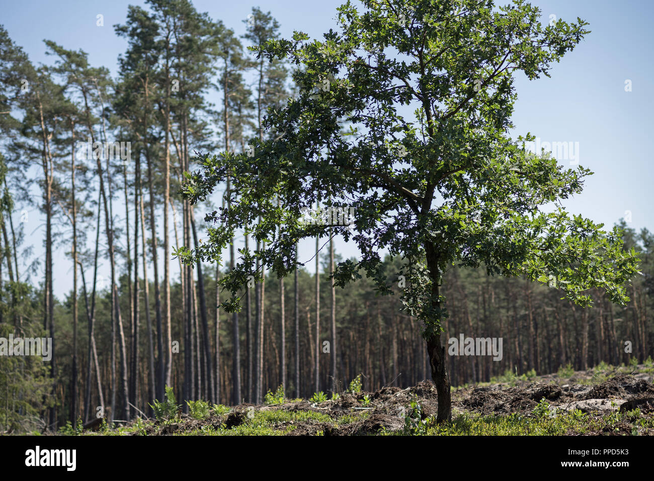Forest area after logging, but life revives. Forestry Stock Photo - Alamy