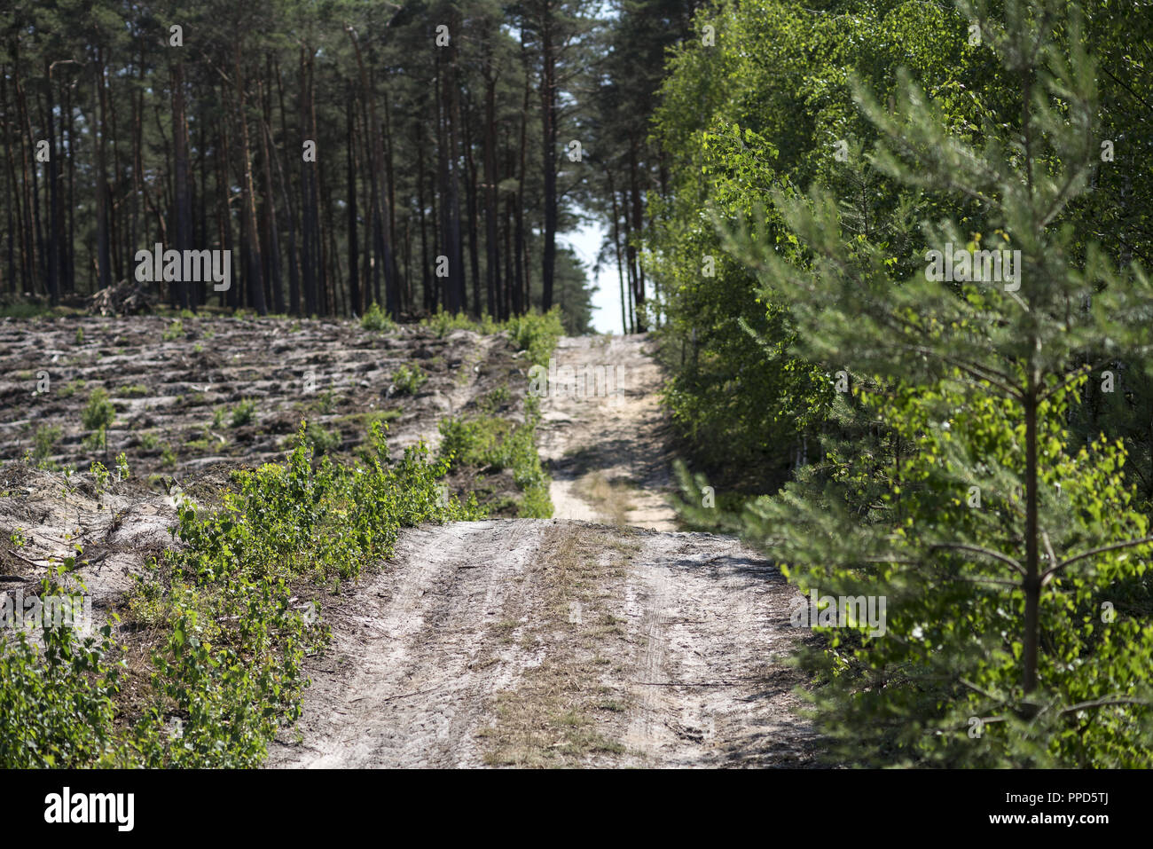 The forest path and a warm summer day encourage you to wander Stock ...