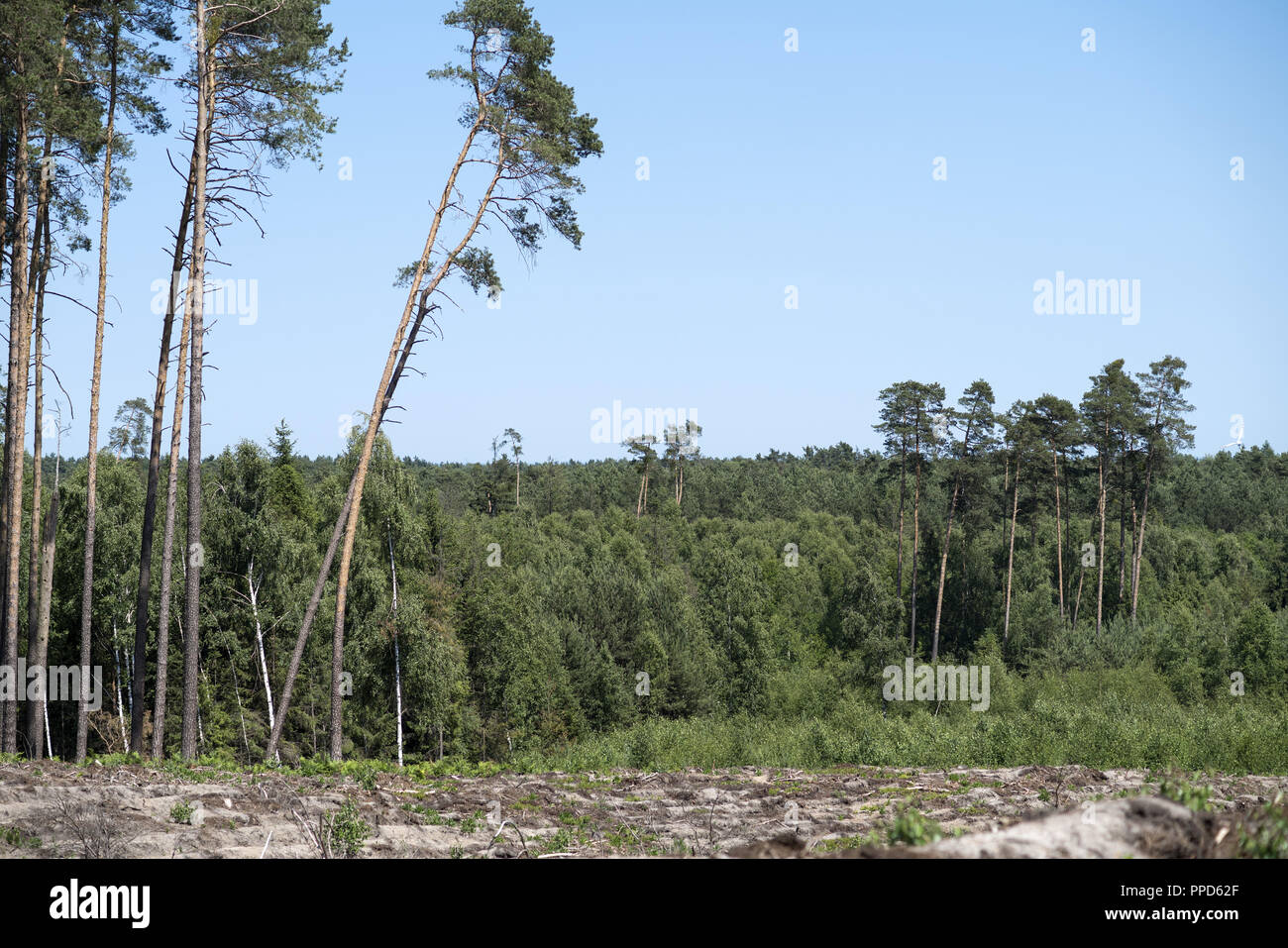 Bor forest hi-res stock photography and images - Alamy