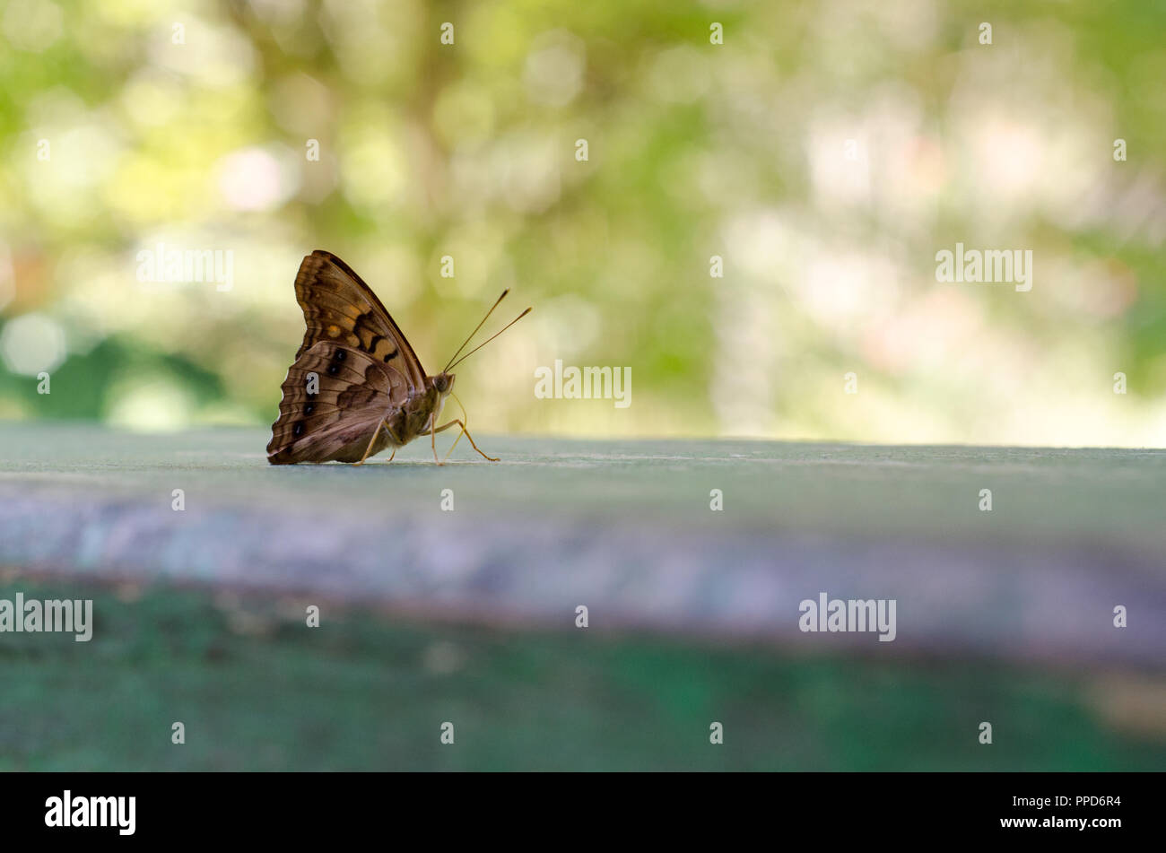 Calm butterfly hi-res stock photography and images - Alamy