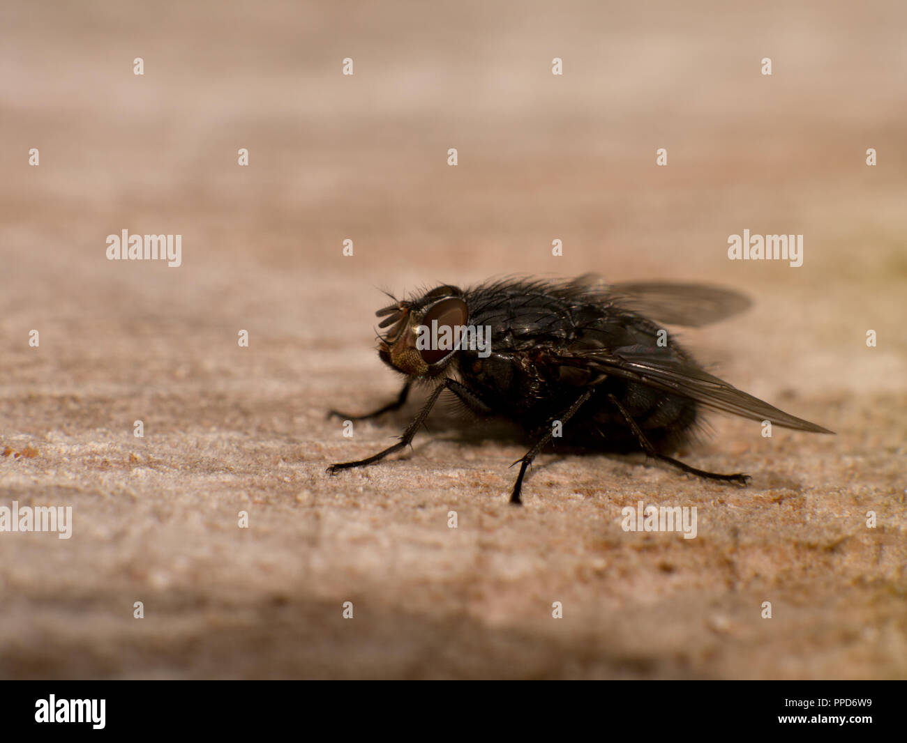 Fat insect hi-res stock photography and images - Alamy