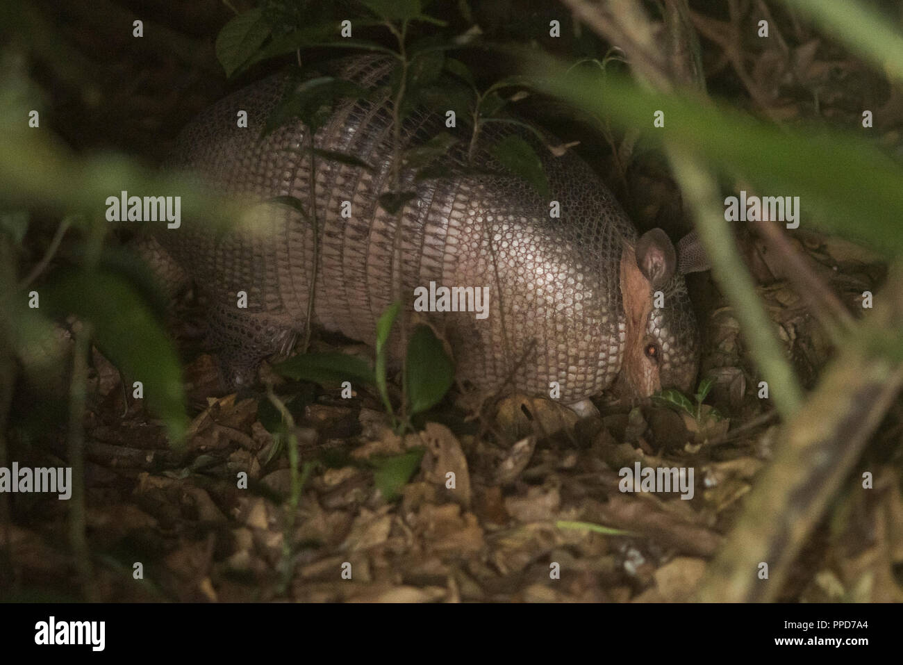 A giant armadillo (Priodontes maximus) digging in the leaf litter at ...