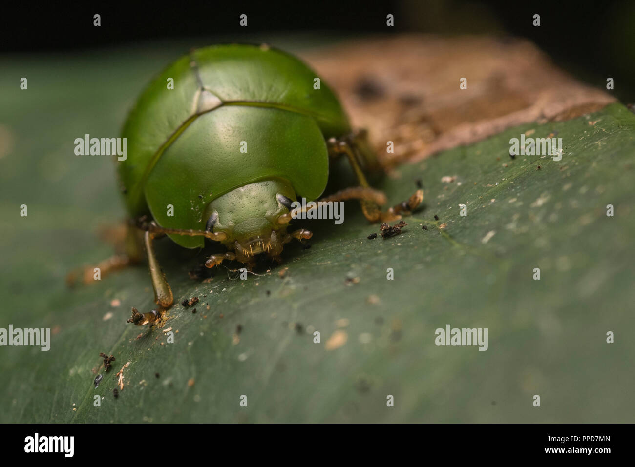 An unidentified species of leaf beetle from the Peruvian Amazon ...