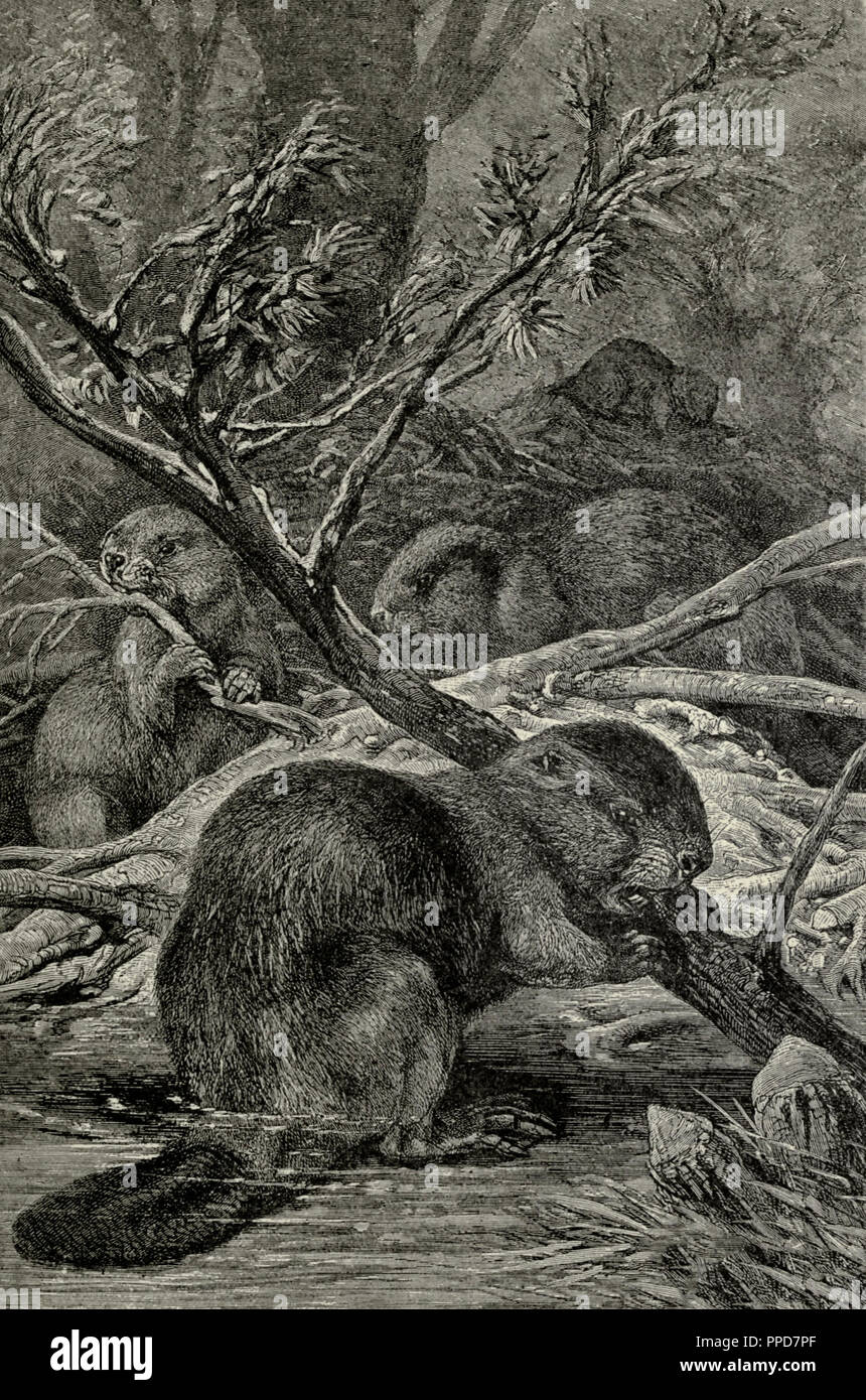 Beaver gnawing tree hi-res stock photography and images - Alamy