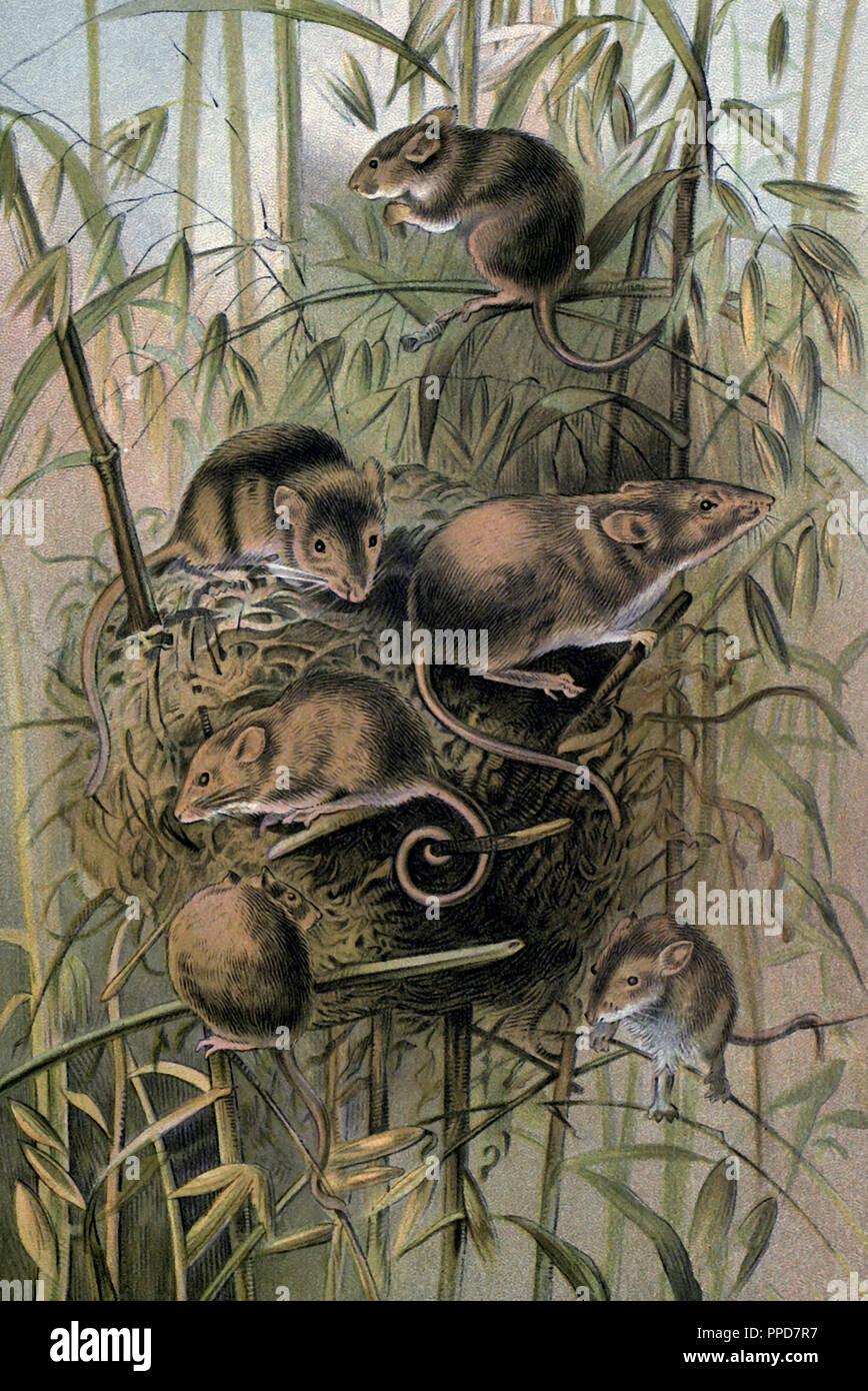 Mouse illustration vintage hi-res stock photography and images - Alamy