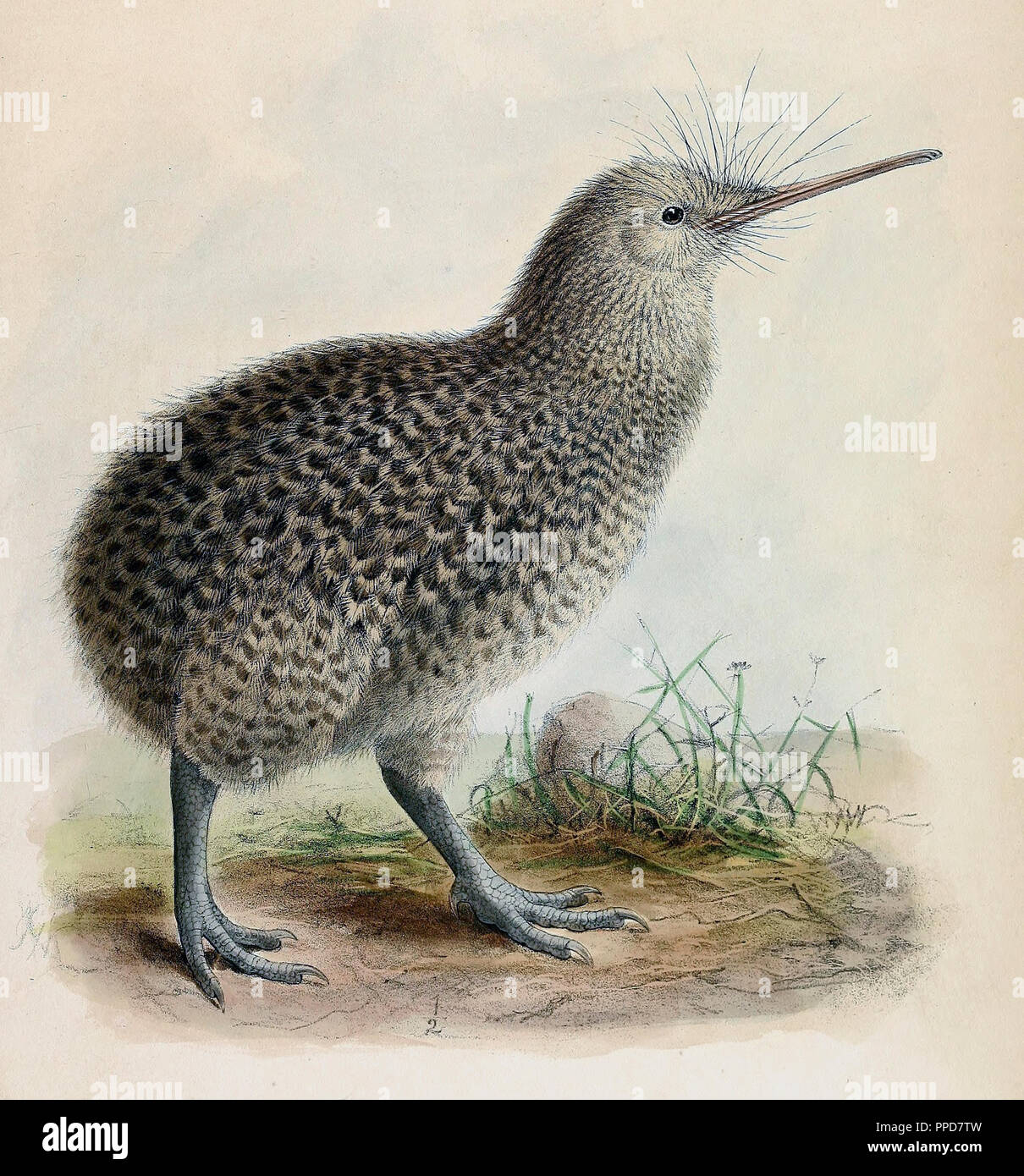 The little spotted kiwi or little gray kiwi, Apteryx Owenii, Adult ...