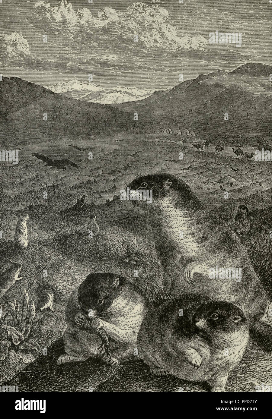 Bobac marmot hi-res stock photography and images - Alamy