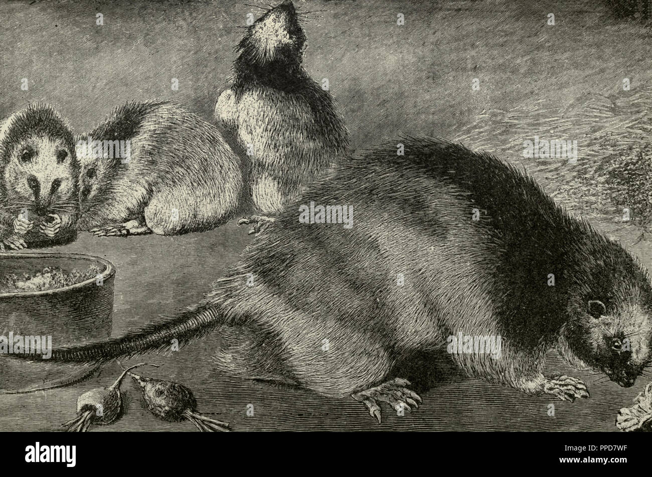 Rat drawing hi-res stock photography and images - Alamy